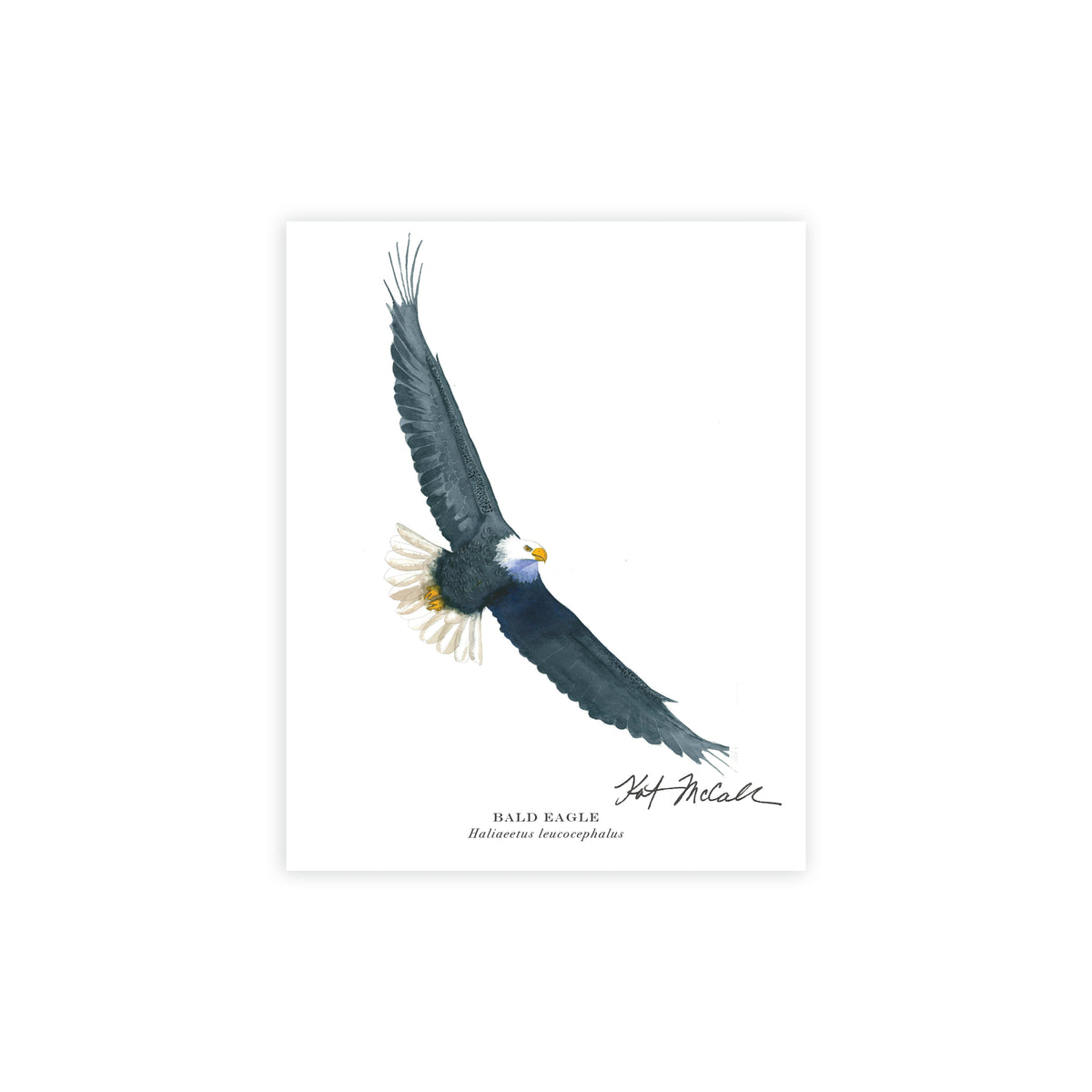 Bald Eagle Print 8x10 – Kat McCall Papers