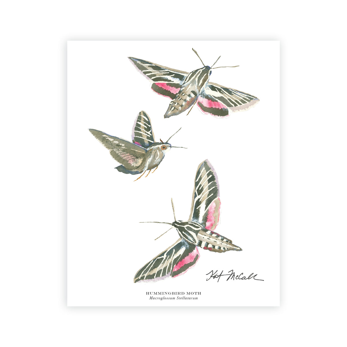 Hummingbird Moth Print 11x14 – Kat McCall Papers